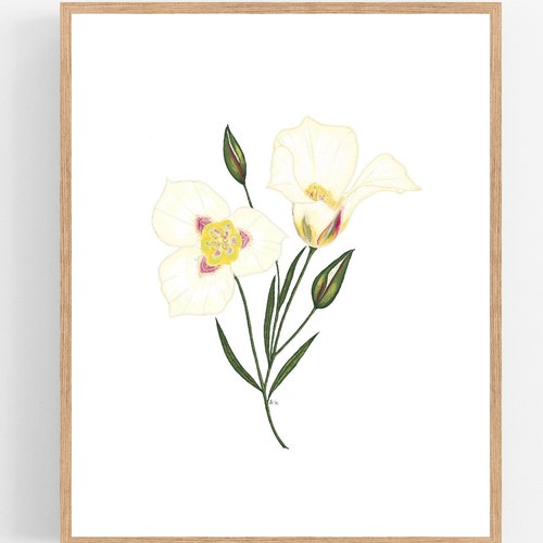 Sego Lily Illustration Print / Printable / Art / Digital - Etsy