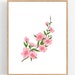 Hawthorn Flower Illustration / Printable / Art / Digital Download ...