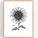 Kansas Sunflower Ink Illustration / Sunflower Drawing / Botanical Print ...