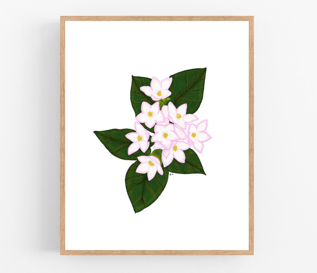 Mayflower Color Illustration / Printable / Art / Digital Download ...