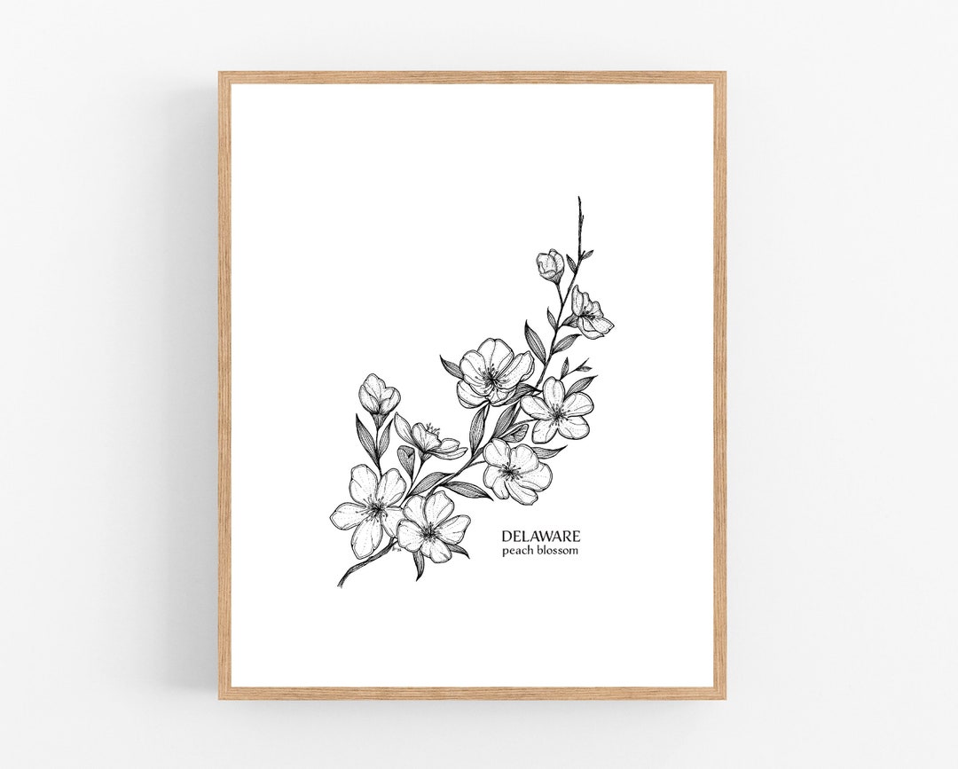 Delaware Peach Blossom Ink Illustration / Peach Blossom Print Drawing ...
