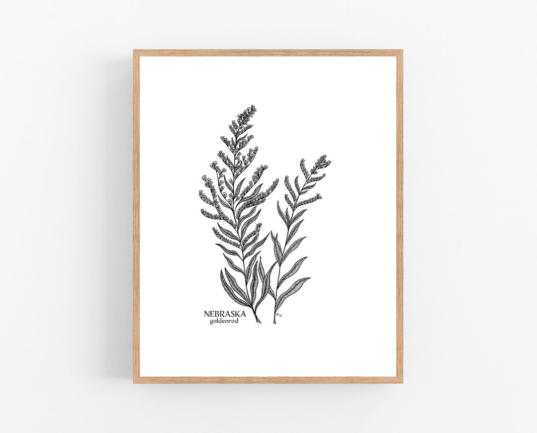 Nebraska Goldenrod Ink Illustration / Goldenrod Print Drawing ...