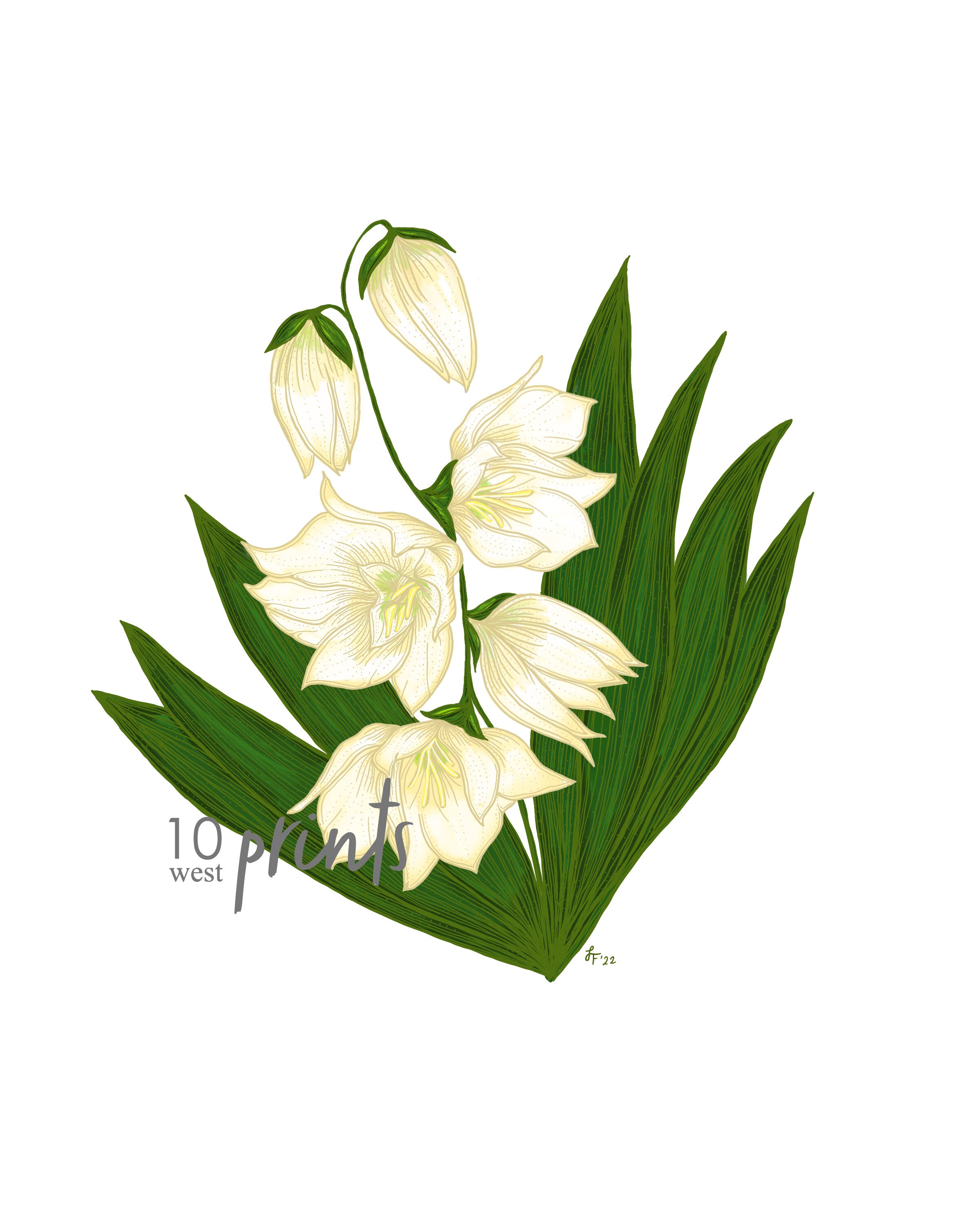 Yucca Drawing