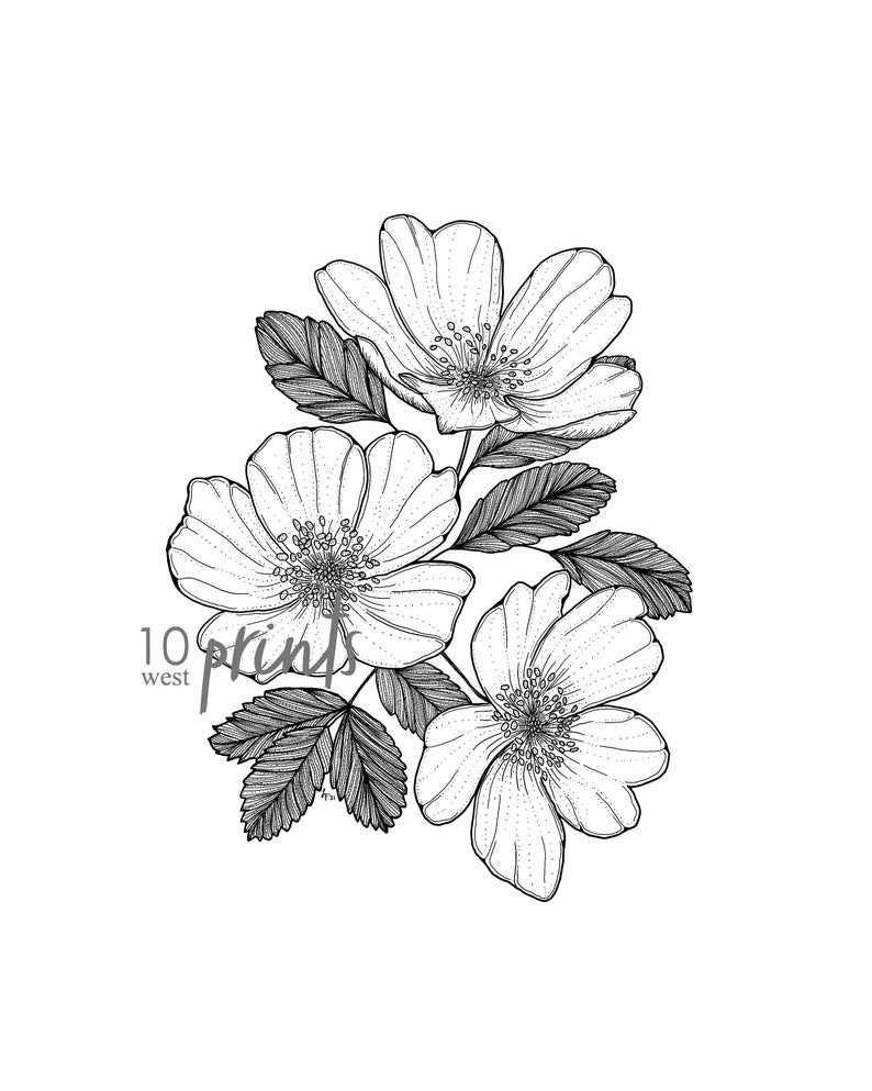 Wild Prairie Rose Black Ink Illustration Digital Download / North ...