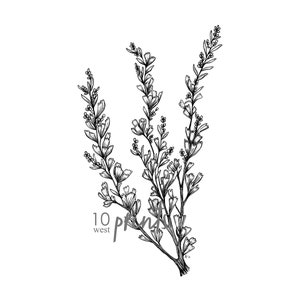 Sagebrush Ink Sketch Print / Printable / Art / Digital Download ...