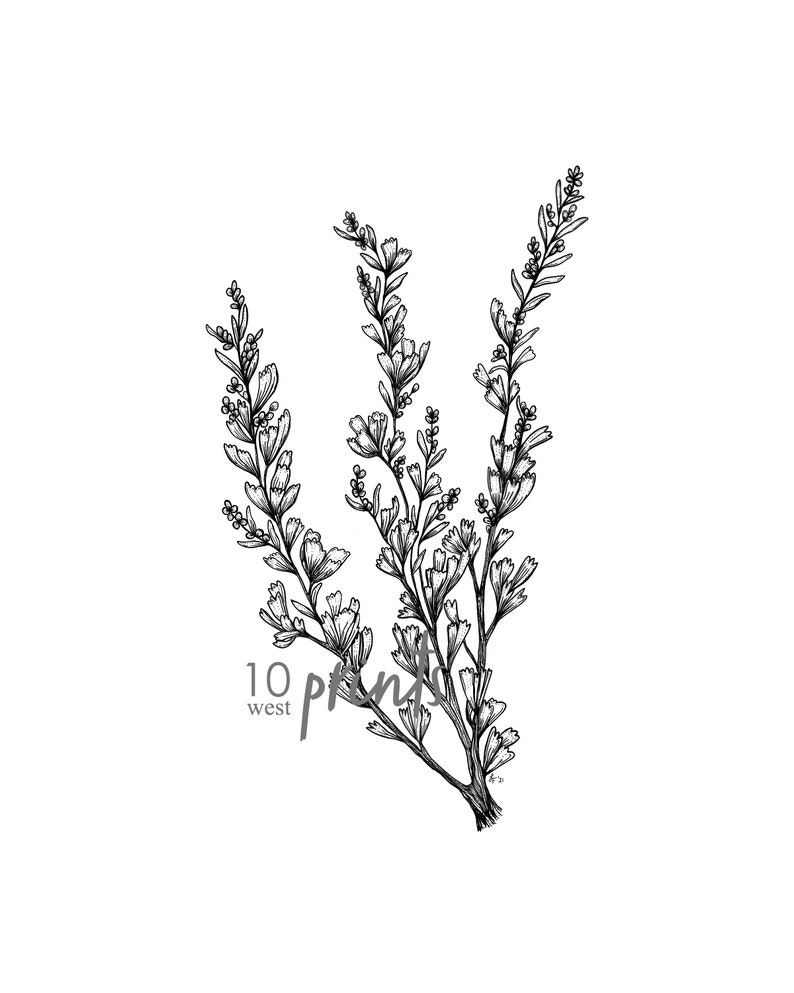 Sagebrush Ink Sketch Print / Printable / Art / Digital - Etsy
