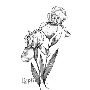 Iris Ink Sketch Illustration Print / Printable / Art / Digital Download ...