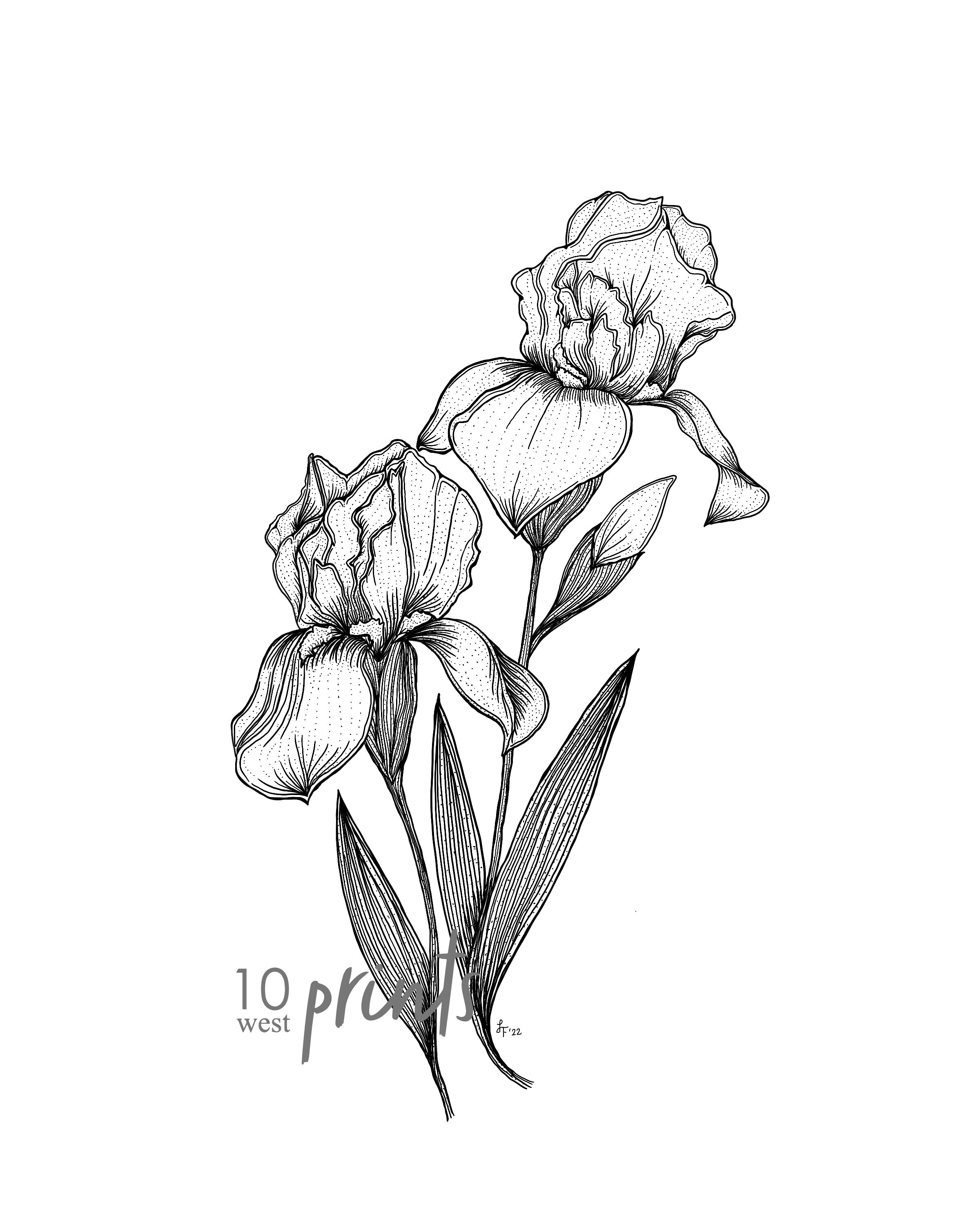 Iris Ink Sketch Illustration Print / Printable / Art / Digital - Etsy