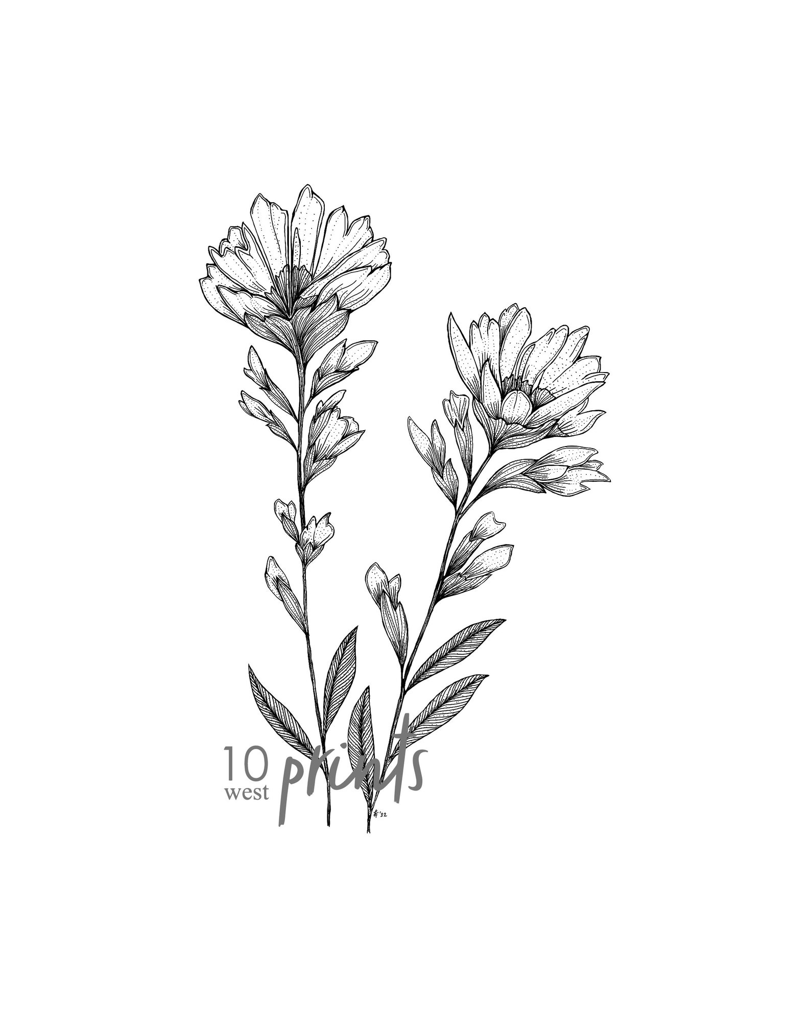 Indian Paintbrush Ink Sketch Print / Printable / Art / Digital - Etsy