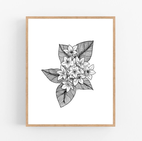 Mayflower Simple Drawing