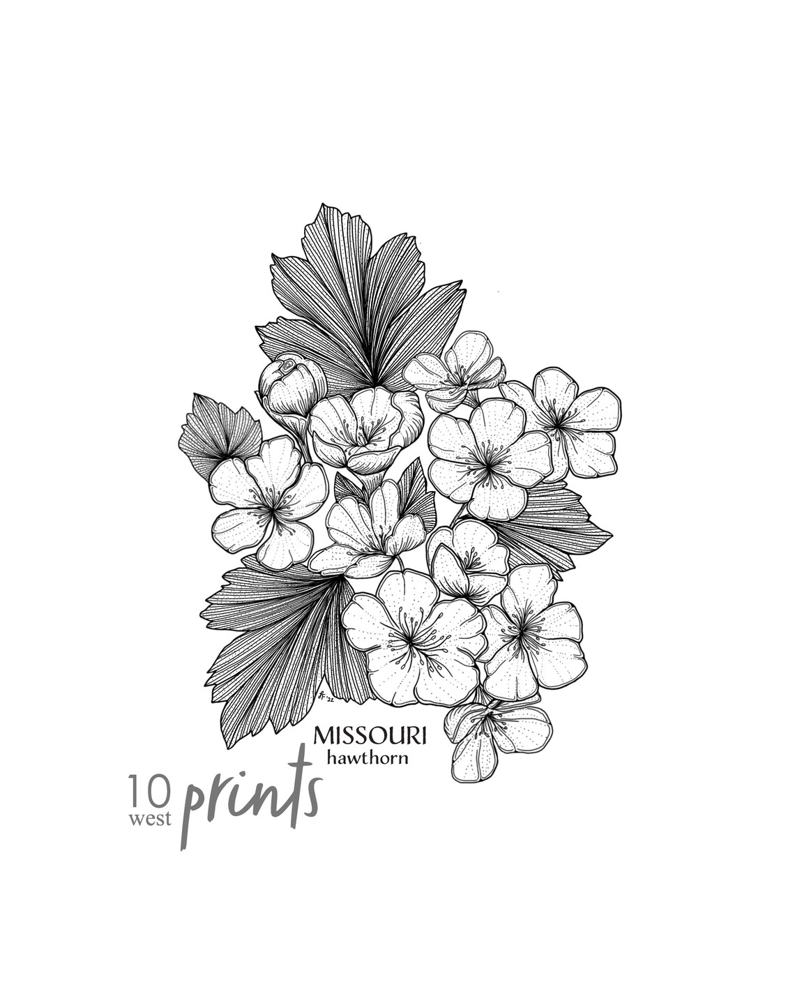 Missouri Hawthorn Ink Illustration / Hawthorn Flower Drawing ...