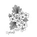 Missouri Hawthorn Ink Illustration / Hawthorn Flower Drawing ...