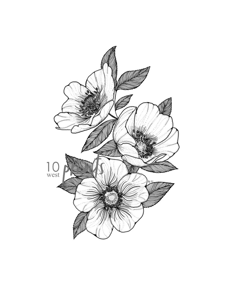 Cherokee Rose Ink Sketch Print / Georgia State Flower Print / - Etsy