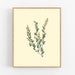 Sagebrush Branch Illustration / Printable / Art / Digital Download ...