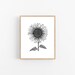Sunflower Ink Sketch Print / Kansas State Flower Printable / - Etsy
