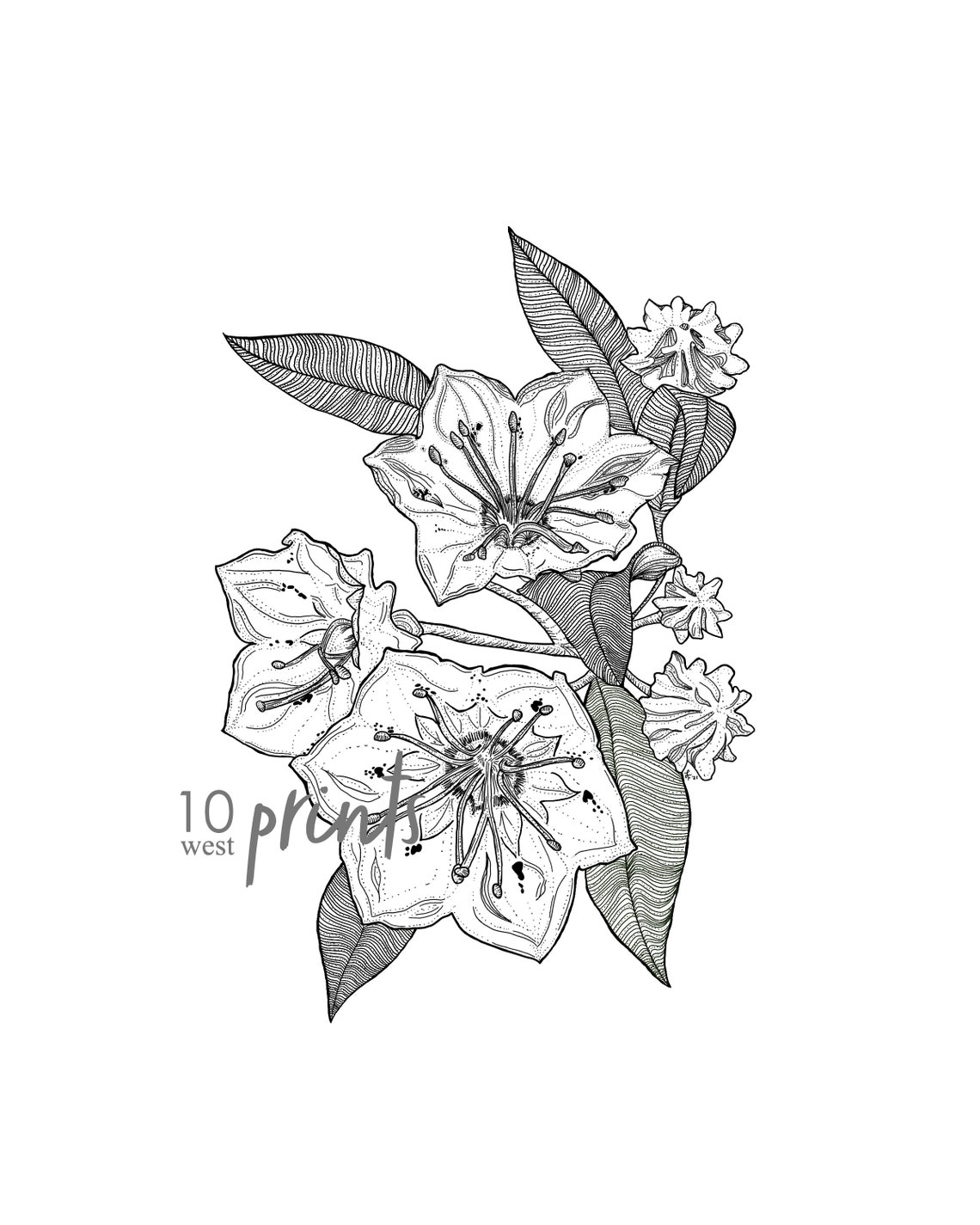 Mountain Laurel Ink Sketch Print / Printable / Art / Digital | Etsy