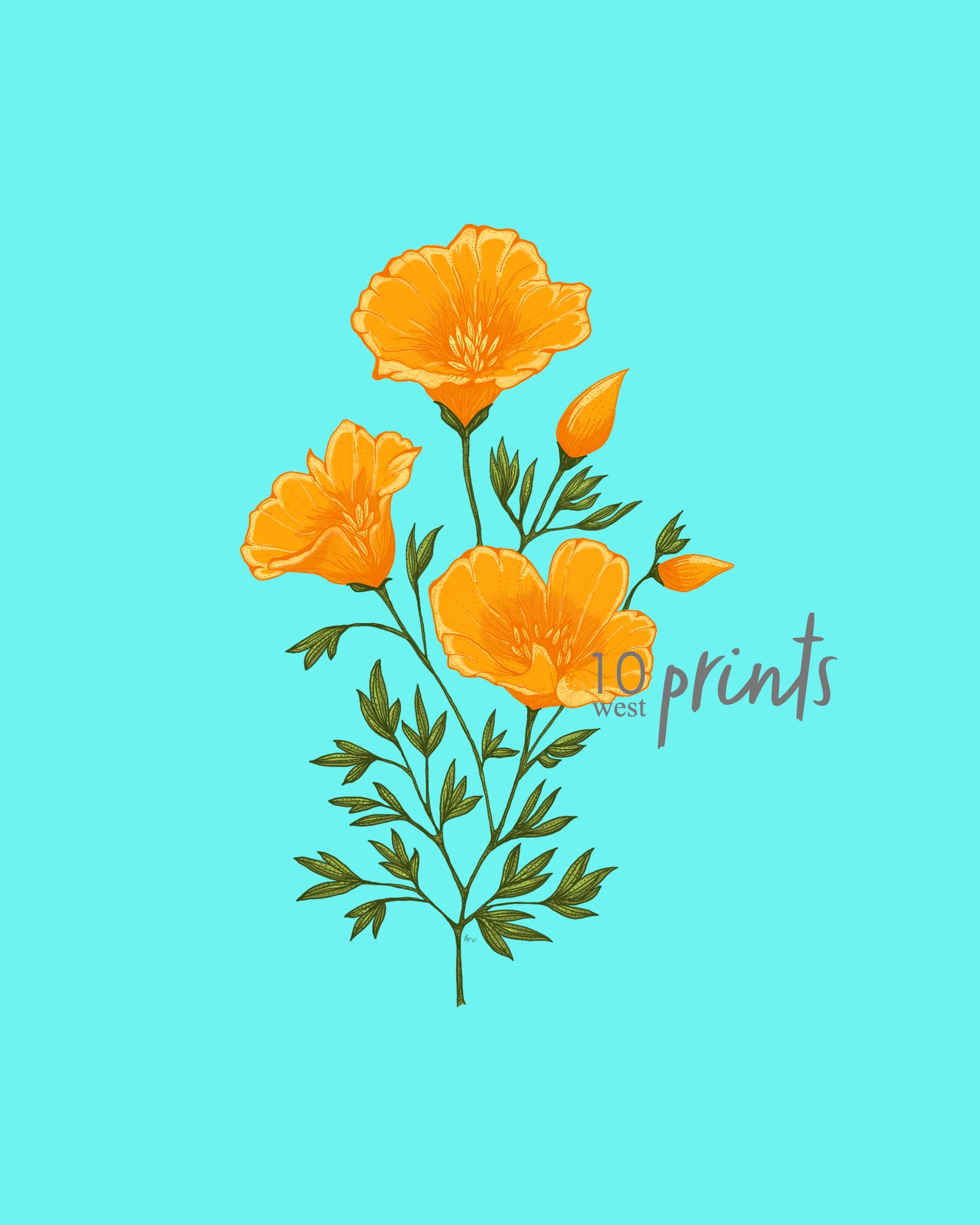 California Poppy Illustration / Printable / Art / Digital Download ...