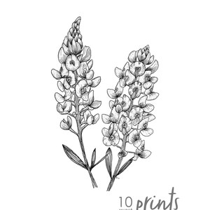 Bluebonnet Black Ink Illustration Digital Download / Texas State Flower ...
