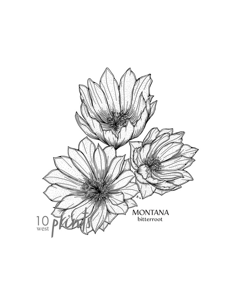 Montana Bitterroot Ink Sketch Print / Printable / Art / Digital ...