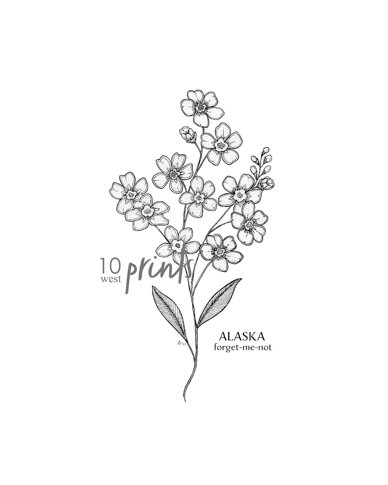 Alaska Forget-me-not Ink Sketch Print / Printable / Art / - Etsy