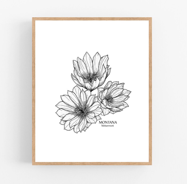 Montana Bitterroot Ink Sketch Print / Printable / Art / Digital ...