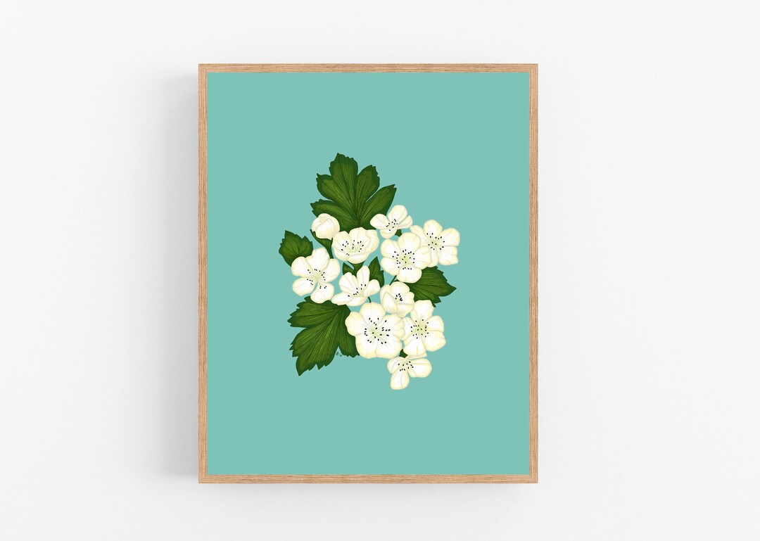 Hawthorn Color Illustration / Printable / Art / Digital Download ...