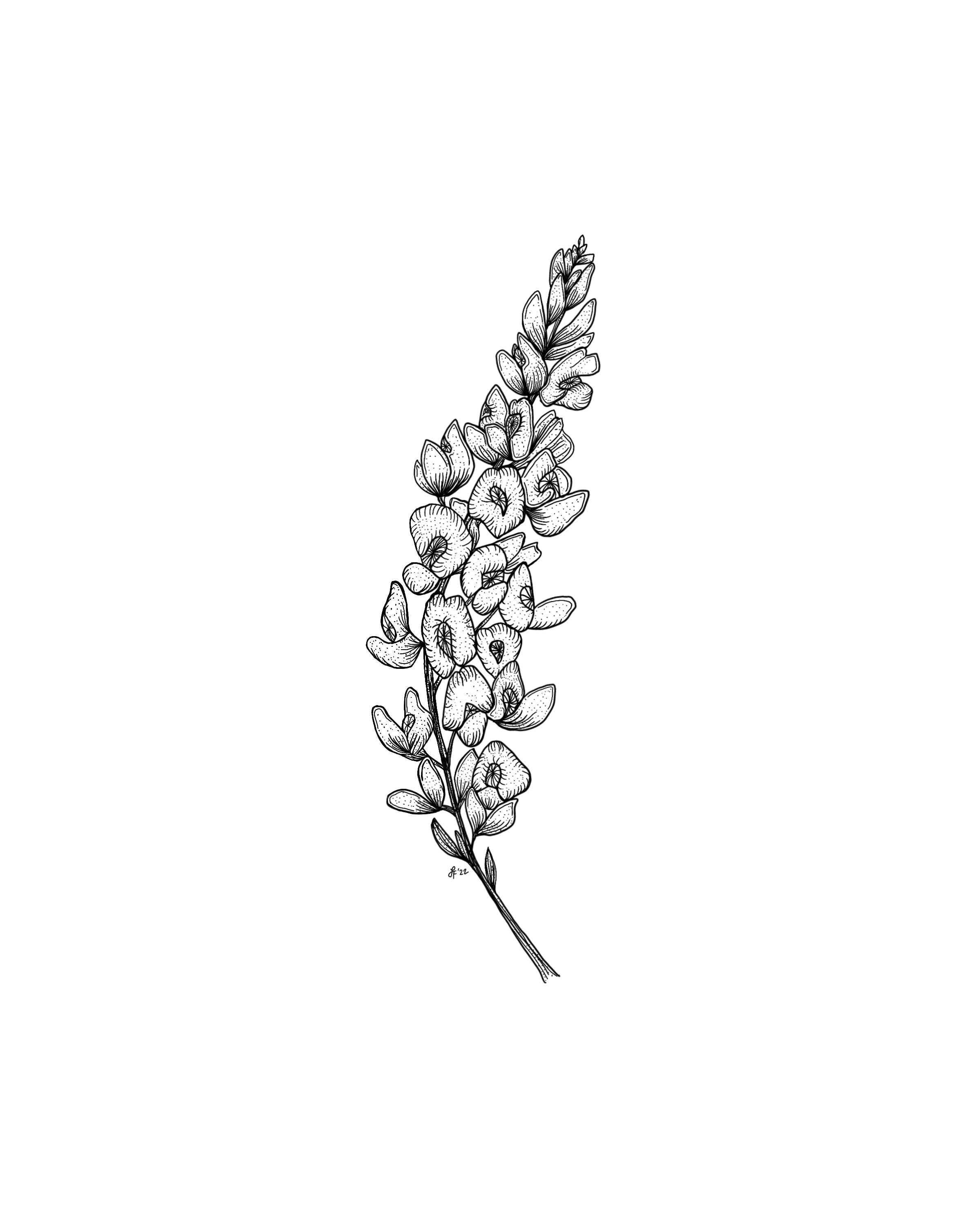 Bluebonnet Ink Sketch Print / Printable / Art / Digital - Etsy