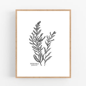 Nebraska Goldenrod Ink Illustration / Goldenrod Print Drawing ...