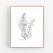 Nebraska Goldenrod Ink Illustration / Goldenrod Print Drawing ...