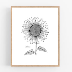 Kansas Sunflower Ink Illustration / Sunflower Drawing / Botanical Print ...