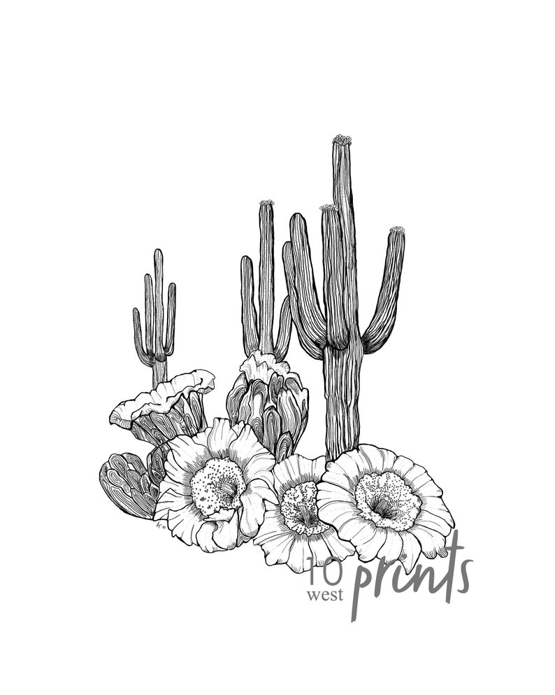 Saguaro Cactus Blossom Ink Sketch Print / Printable / Art / - Etsy