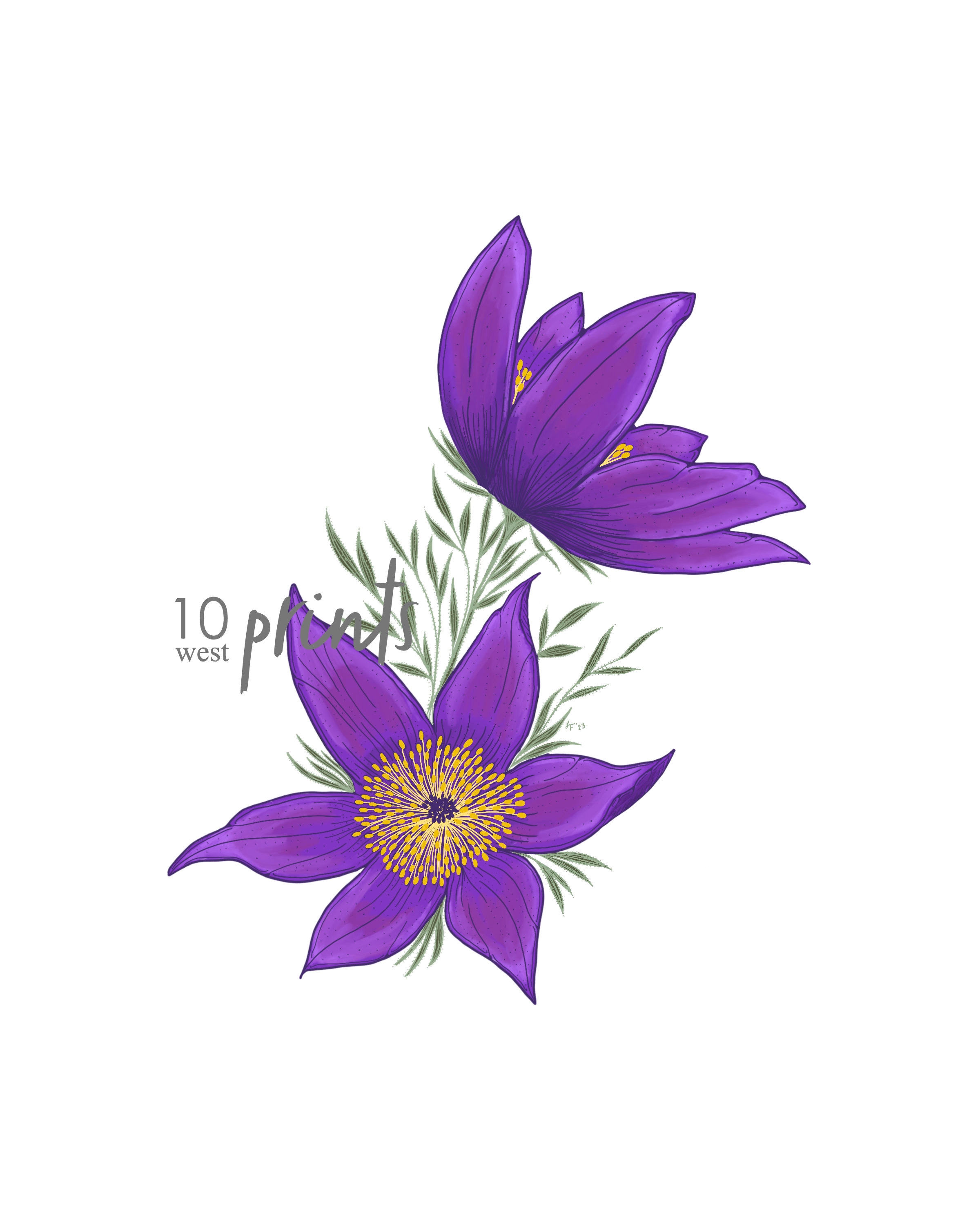 American Pasqueflower