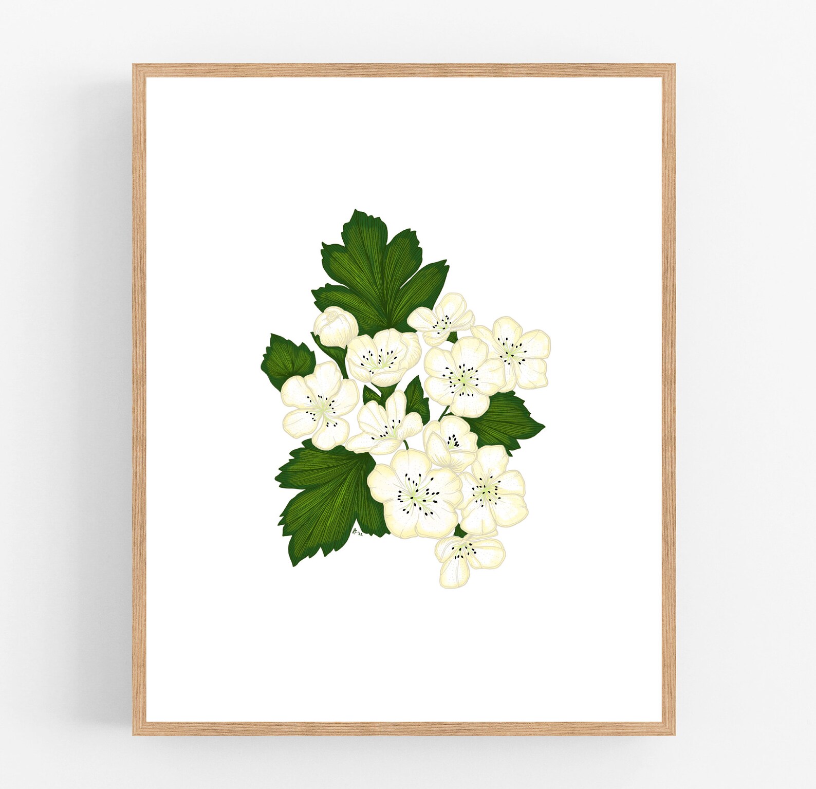 Hawthorn Flower Illustration / Printable / Art / Digital Download ...