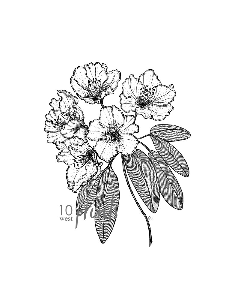 Rhododendron Ink Sketch Print / Printable / Art / Digital Download ...