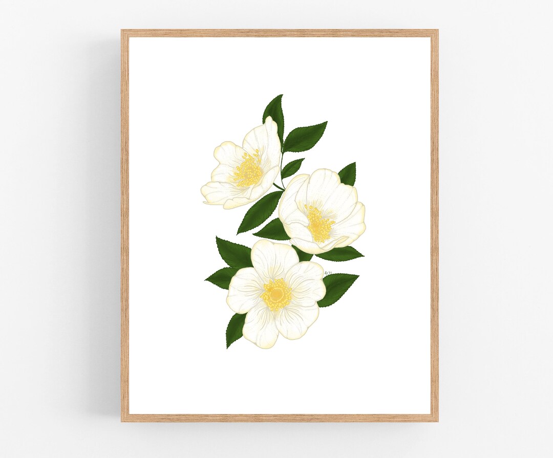 Cherokee Rose Color Illustration Digital Download / Georgia State ...