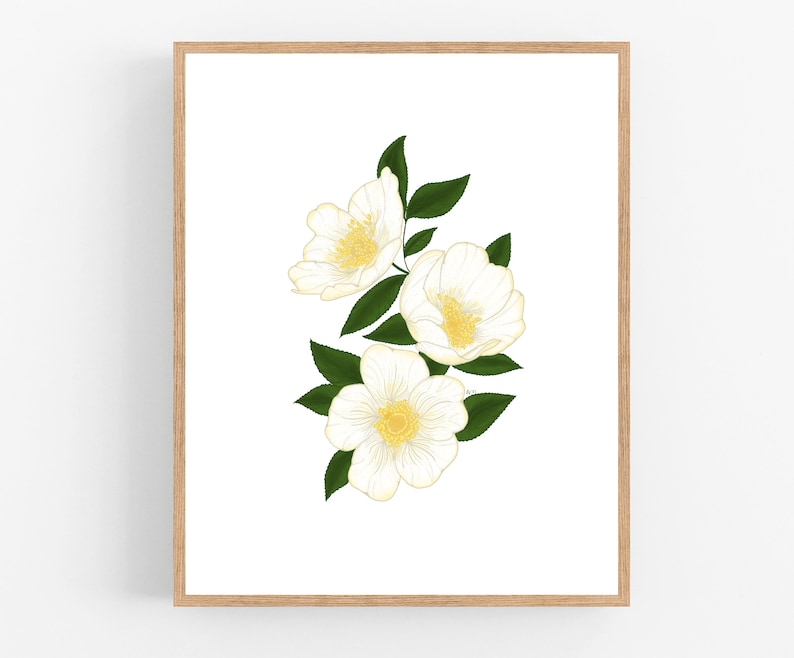 Cherokee Rose Illustration / Printable / Art / Digital - Etsy