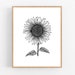 Sunflower Ink Sketch Print / Kansas State Flower Printable / - Etsy
