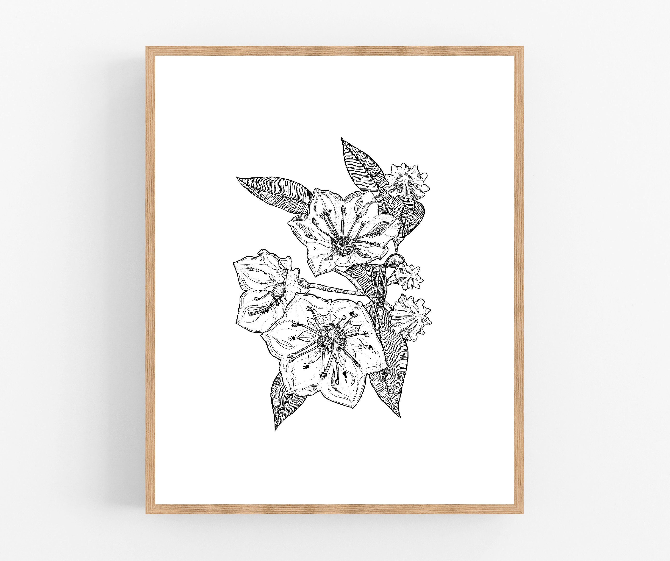 Kalmia Latifolia Drawing