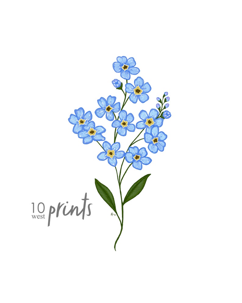 Forget-me-not Illustration Print / Printable / Art / Digital | Etsy