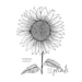 Kansas Sunflower Ink Illustration / Sunflower Drawing / - Etsy