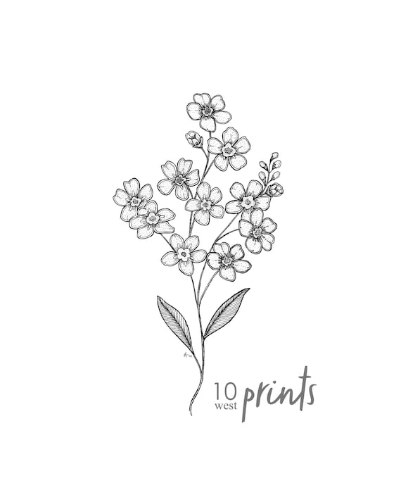 Forget Me Not Flower Clip Art Black And White