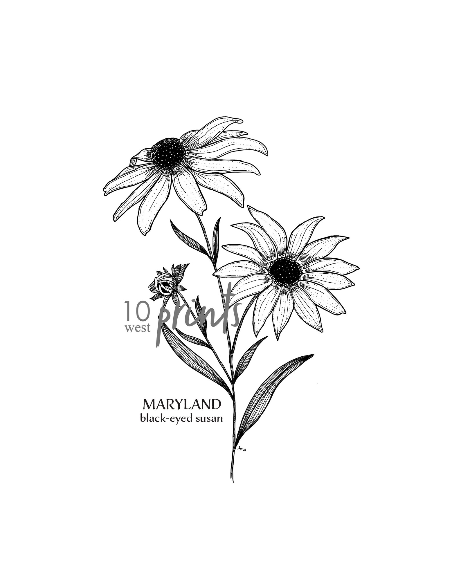 Maryland Black-eyed Susan State Flower Print / Printable / Art - Etsy