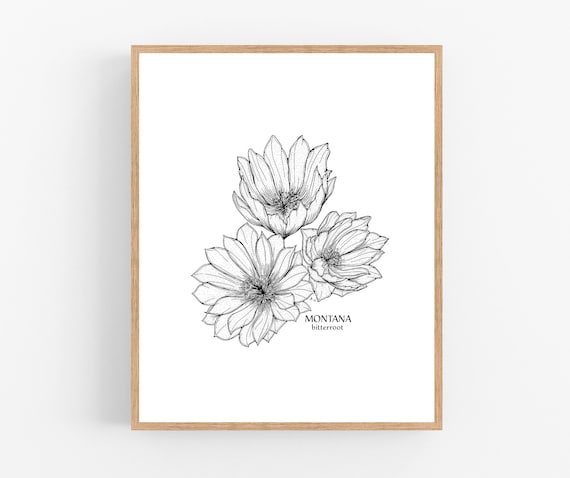 Bitterroot Flower Sketch