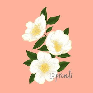 Cherokee Rose Illustration / Printable / Art / Digital Download / Color ...