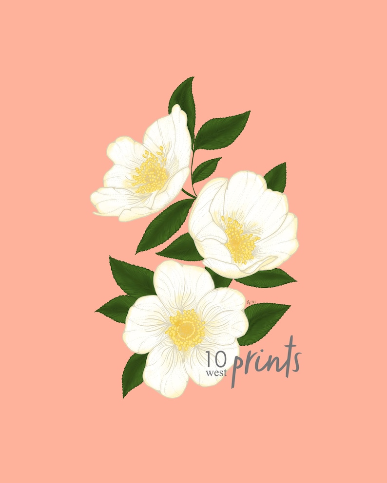 Cherokee Rose Illustration / Printable / Art / Digital - Etsy