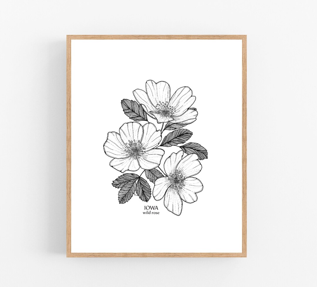 Iowa Wild Rose Ink Sketch Print / Printable / Art / Digital Download ...