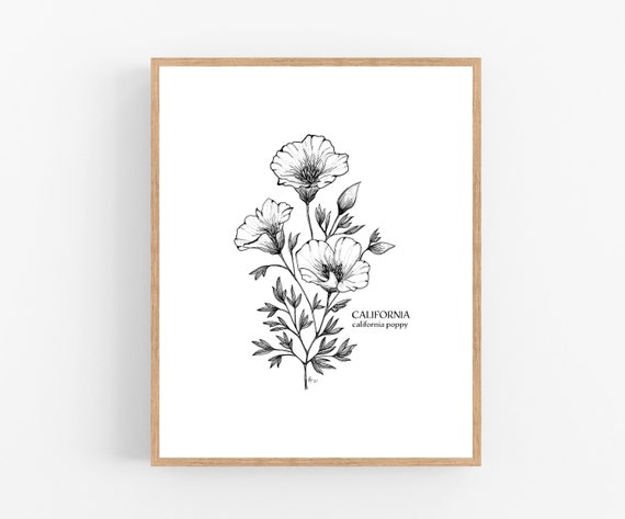 California Poppy Ink Sketch Print / Printable / Art / Digital - Etsy
