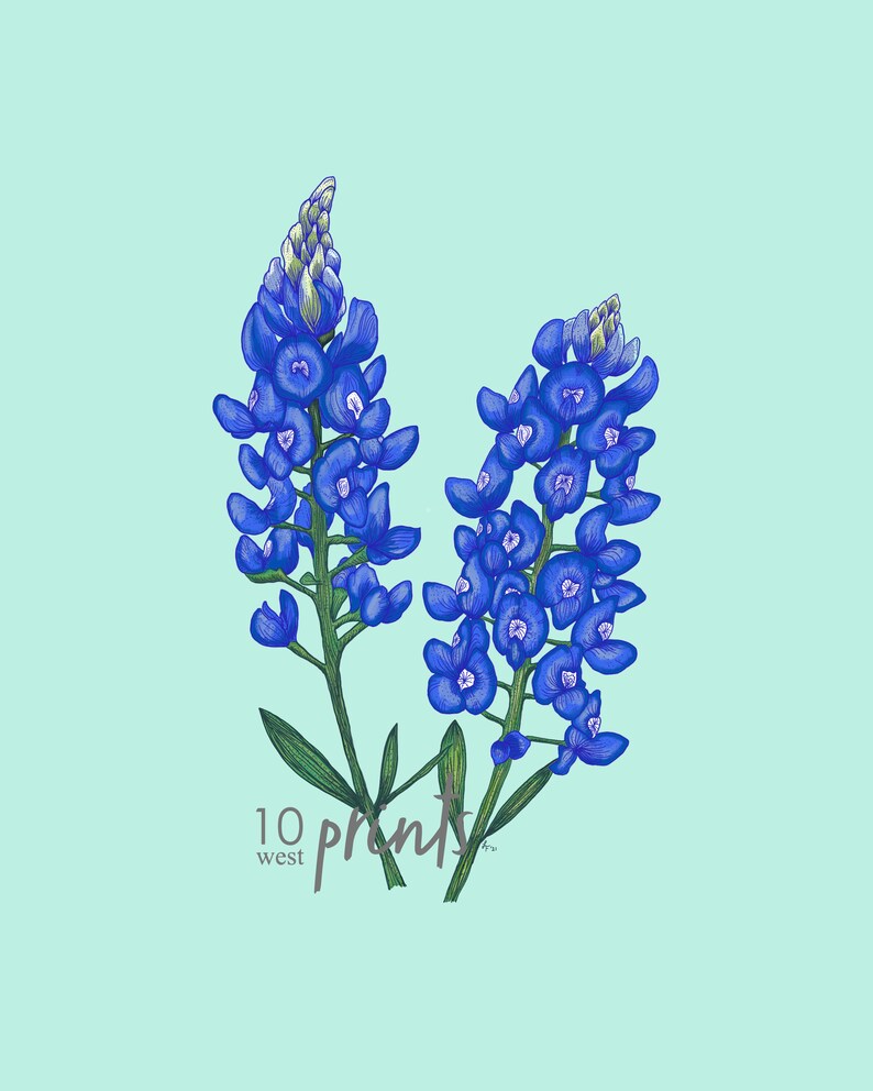 Bluebonnet Illustration / Printable / Art / Digital Download / - Etsy
