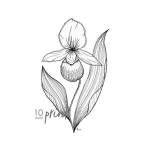 Pink and White Lady's Slipper Illustration Print / Printable / Art ...