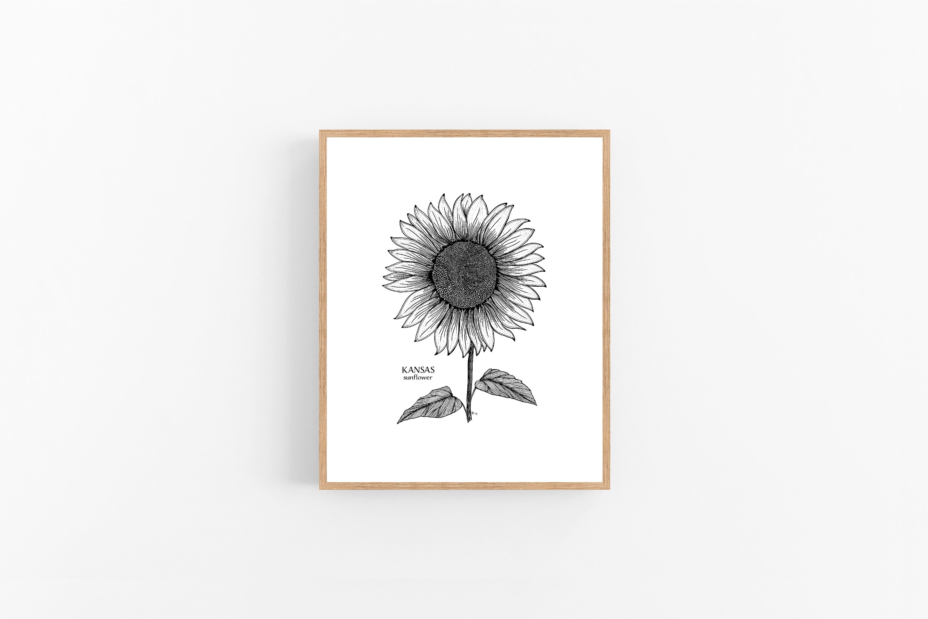 Kansas Sunflower Ink Illustration / Sunflower Drawing / Botanical Print ...